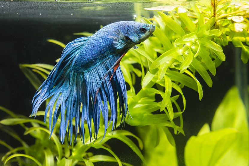 Everything You Need to Know About Betta Fish Lifespan – Splashy Fish