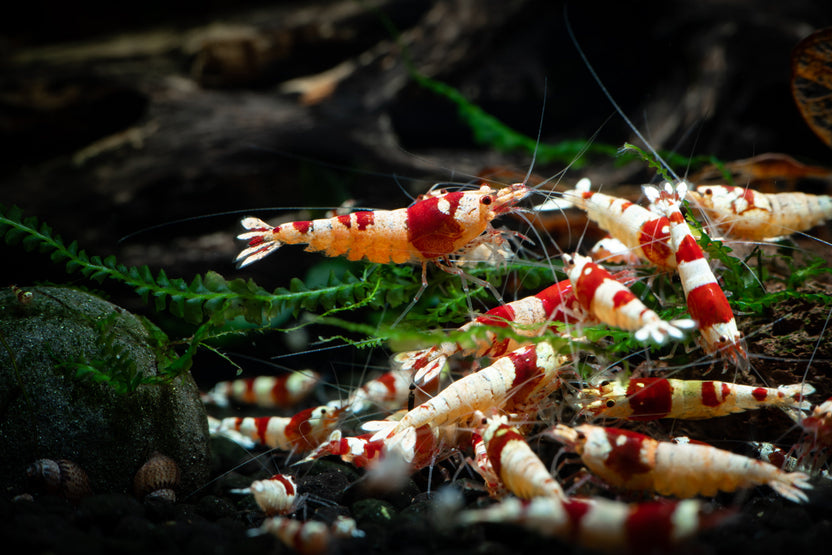 Everything You Need To Know About Nano Shrimp for Aquarium – Splashy Fish