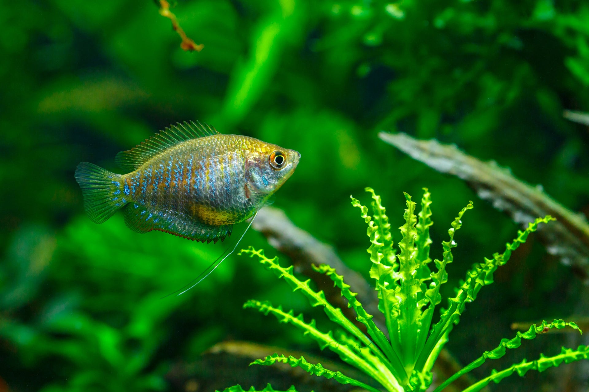 Ultimate Care Guide for Your Gourami Fish – Splashy Fish