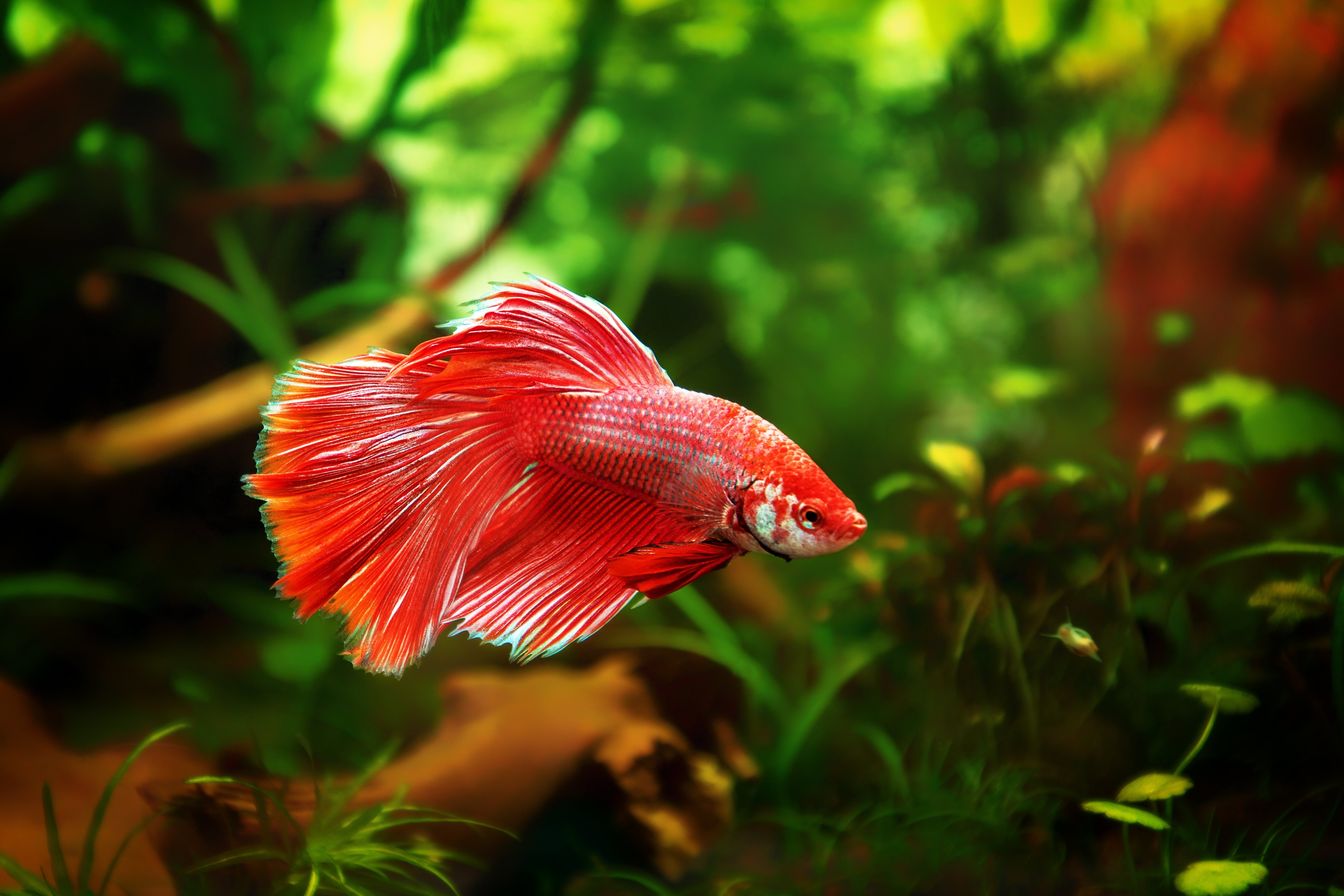 Types of Betta Fish Colors & Patterns: Guide to Choose Your Betta ...