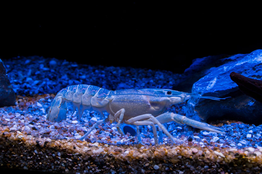 Ultimate Care Guide for Electric Blue Crayfish – Splashy Fish