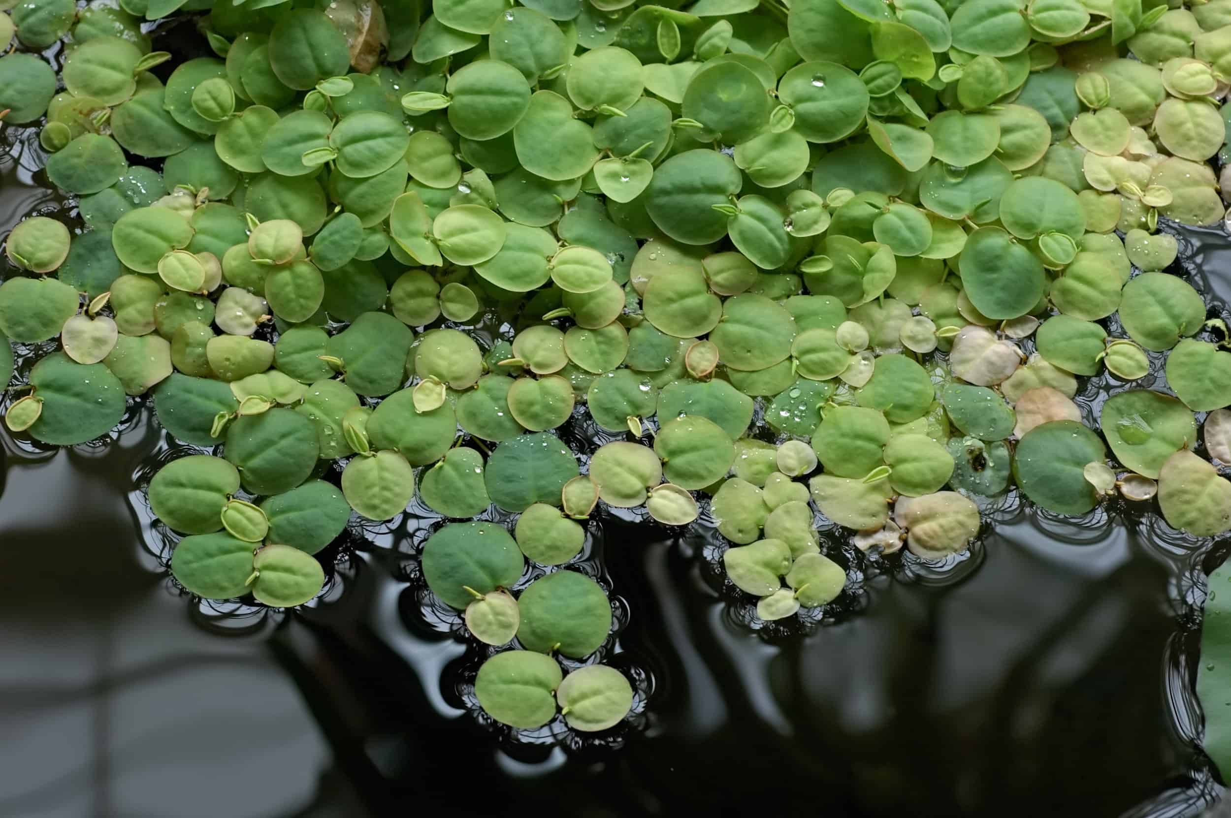 Ultimate Care Guide for Red Root Floater Floating Plants – Splashy Fish