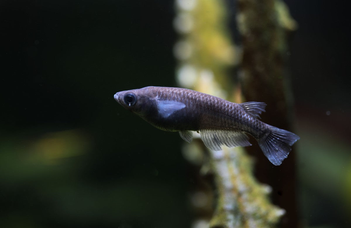 Japanese Medaka Ricefish for Sale - Rice Fish for Sale Near Me ...