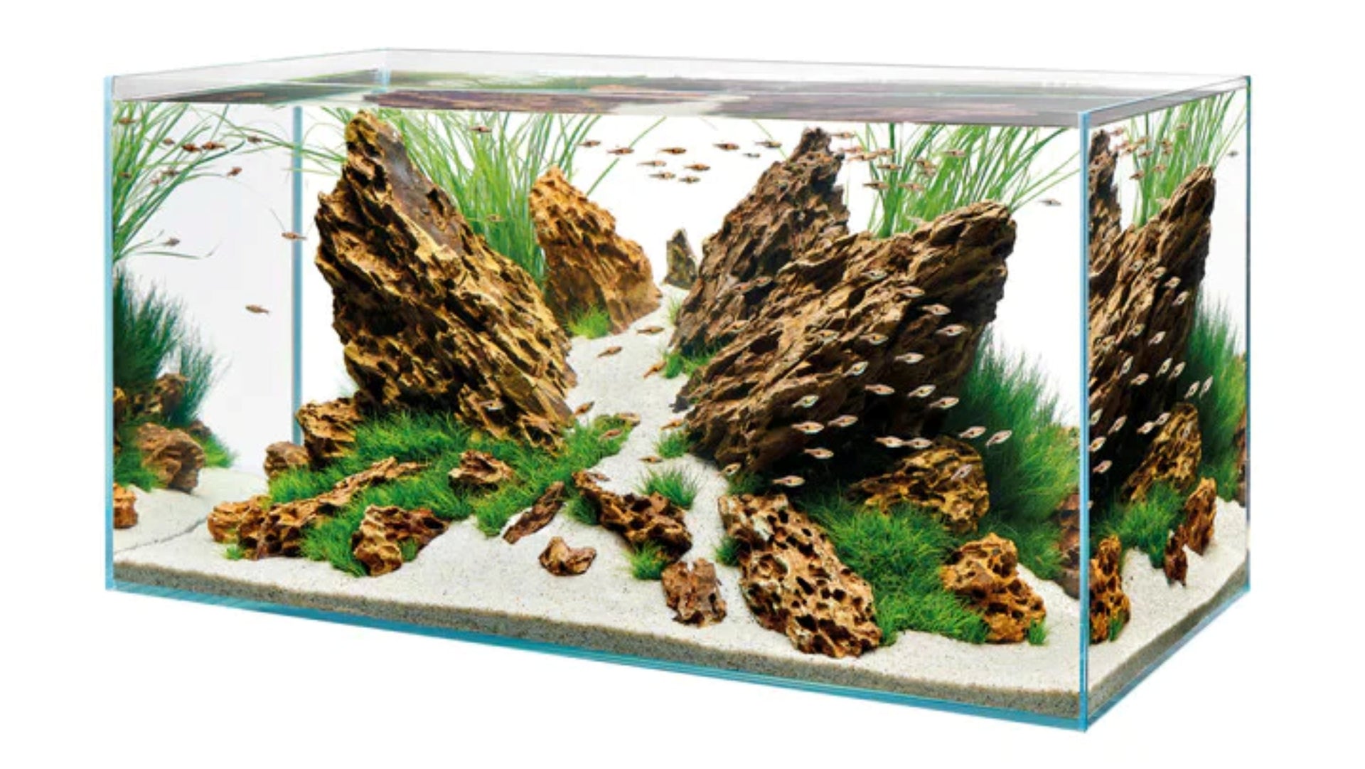 Aquariums Fish Tank For Sale | Rimless Fish Tank | Splashy Fish