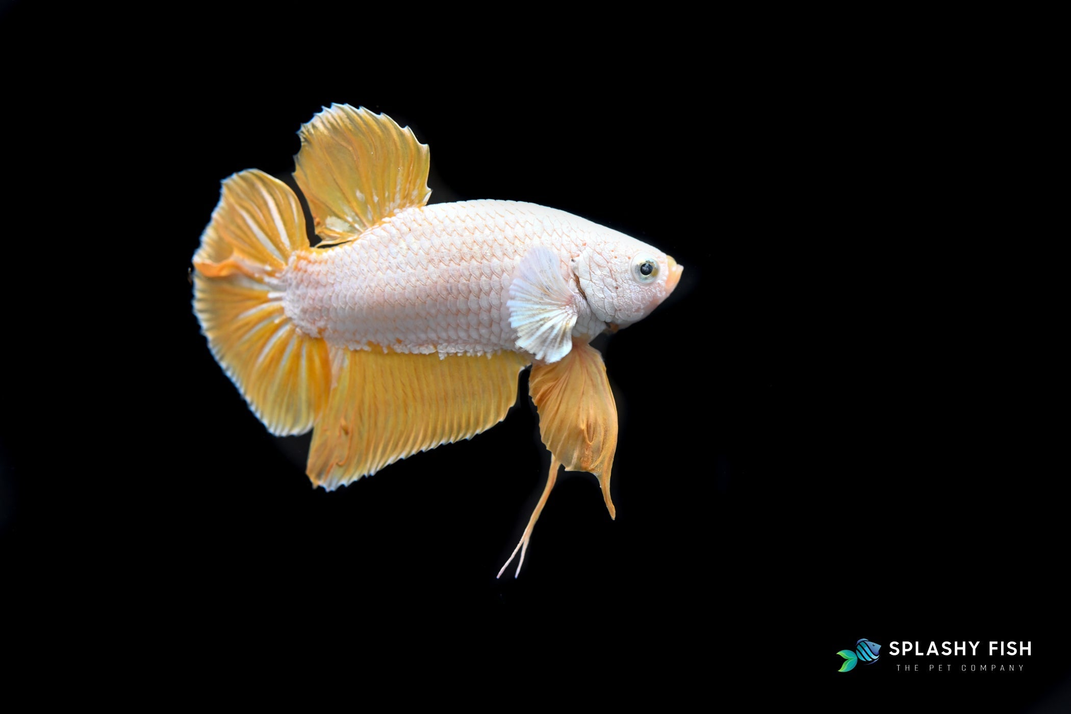 Freshwater Fish for Sale - Buy Live Fish Online – Splashy Fish