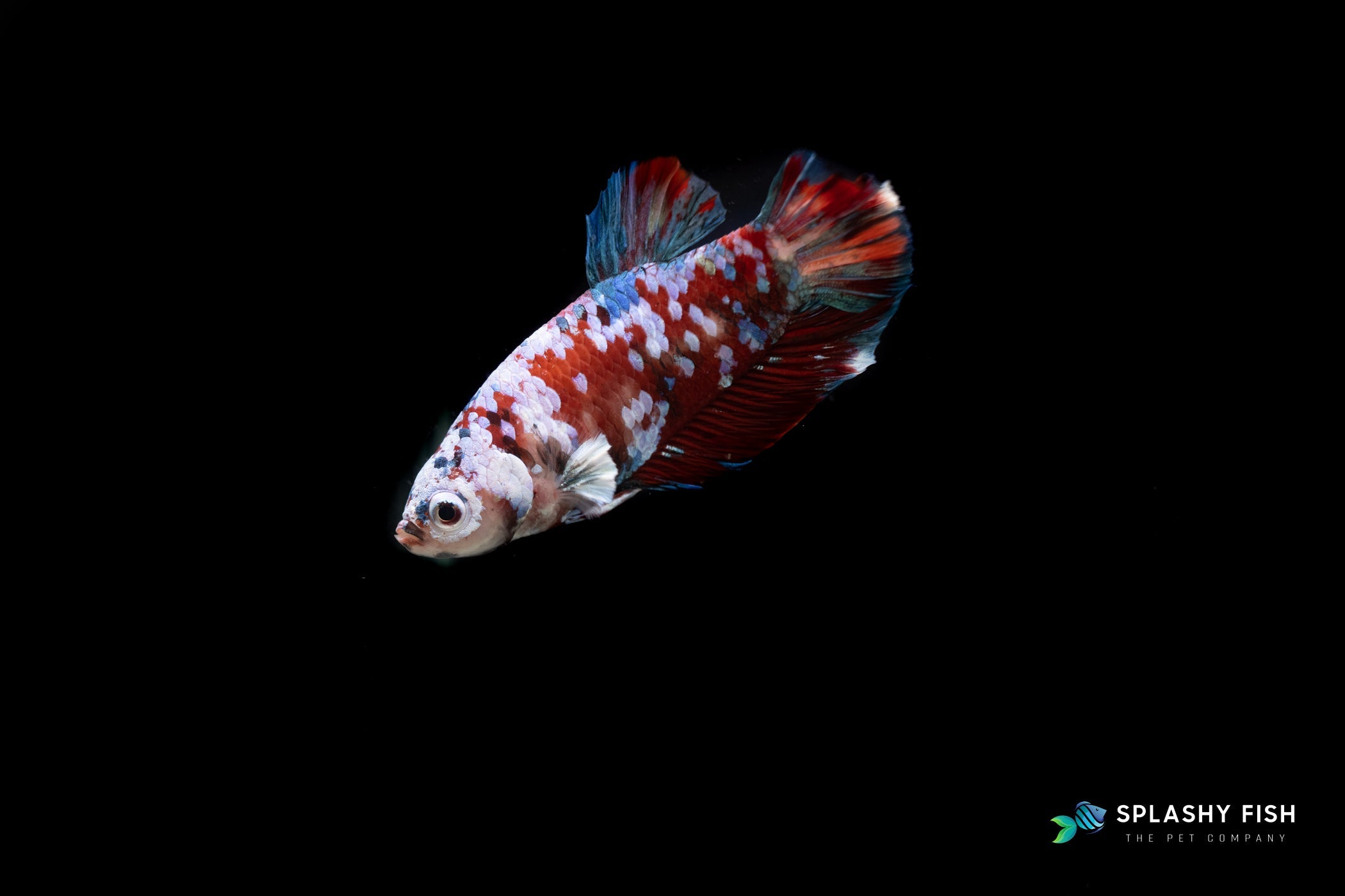 Freshwater Fish for Sale - Buy Live Fish Online – Splashy Fish
