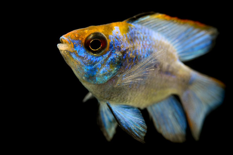 Rams Fish for sale | Live Tropical Aquarium Fish | Splashy Fish