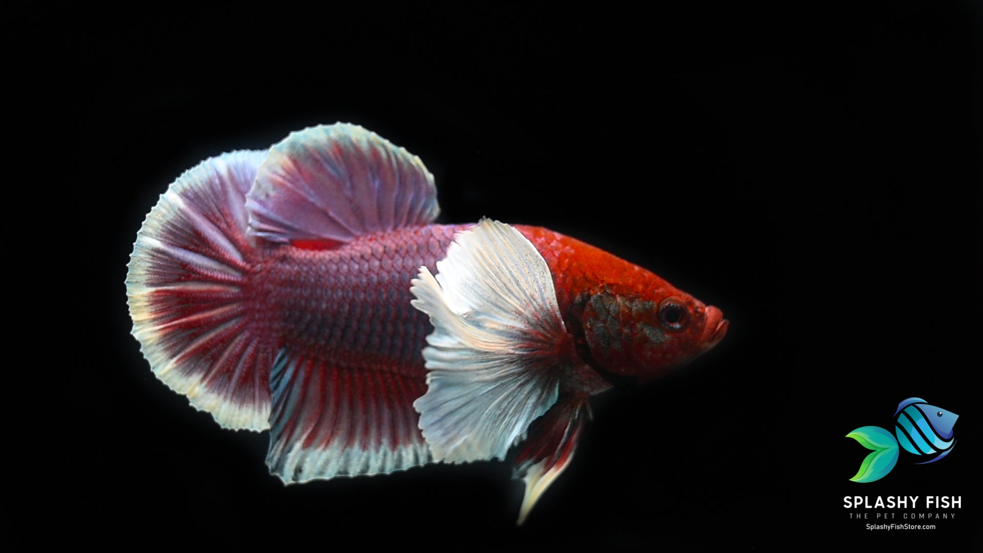 WYSIWYG Dumbo Betta Fish For Sale | Splashy Fish