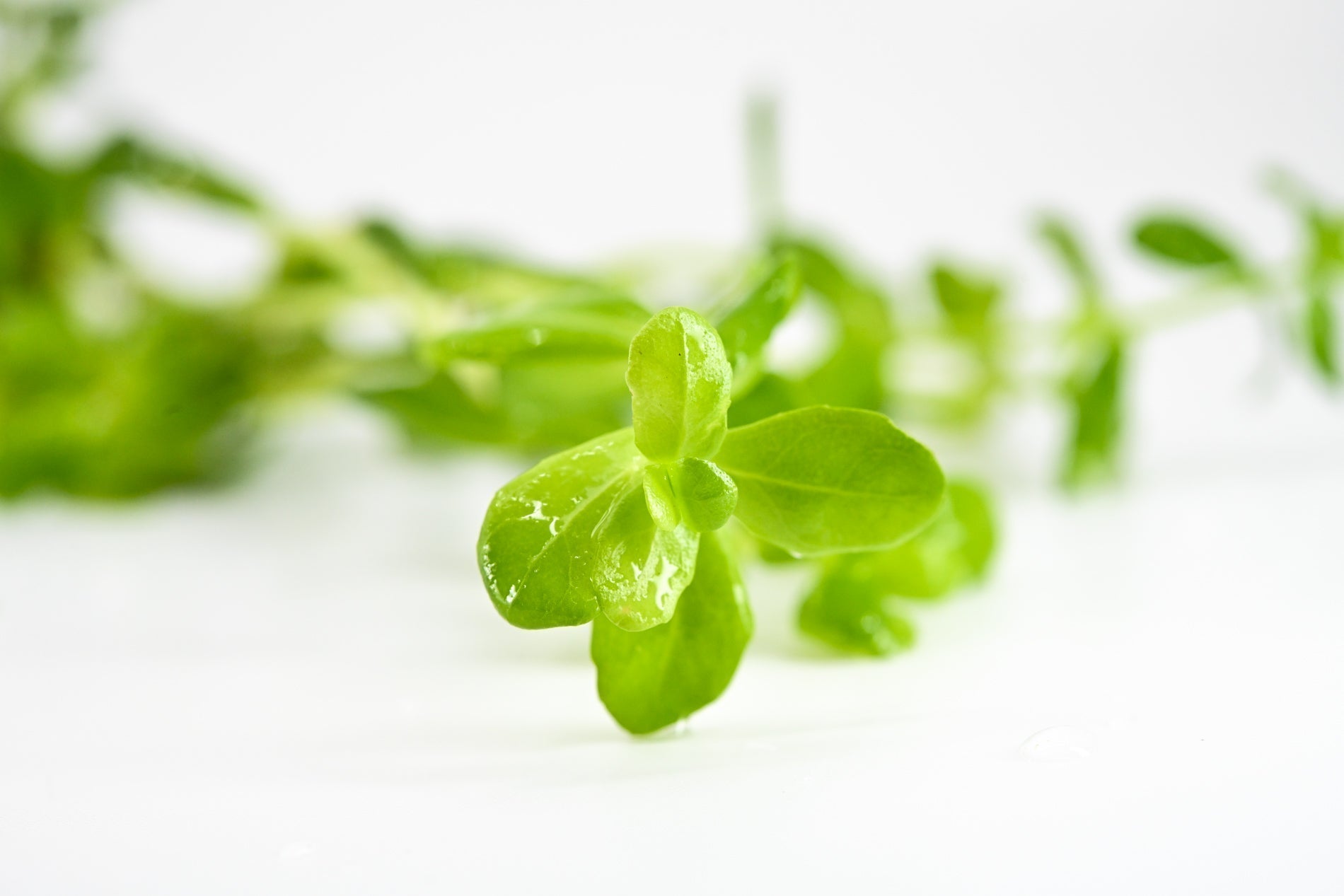 Live Freshwater Fish & Aquarium Plants for sale | Splashy Fish