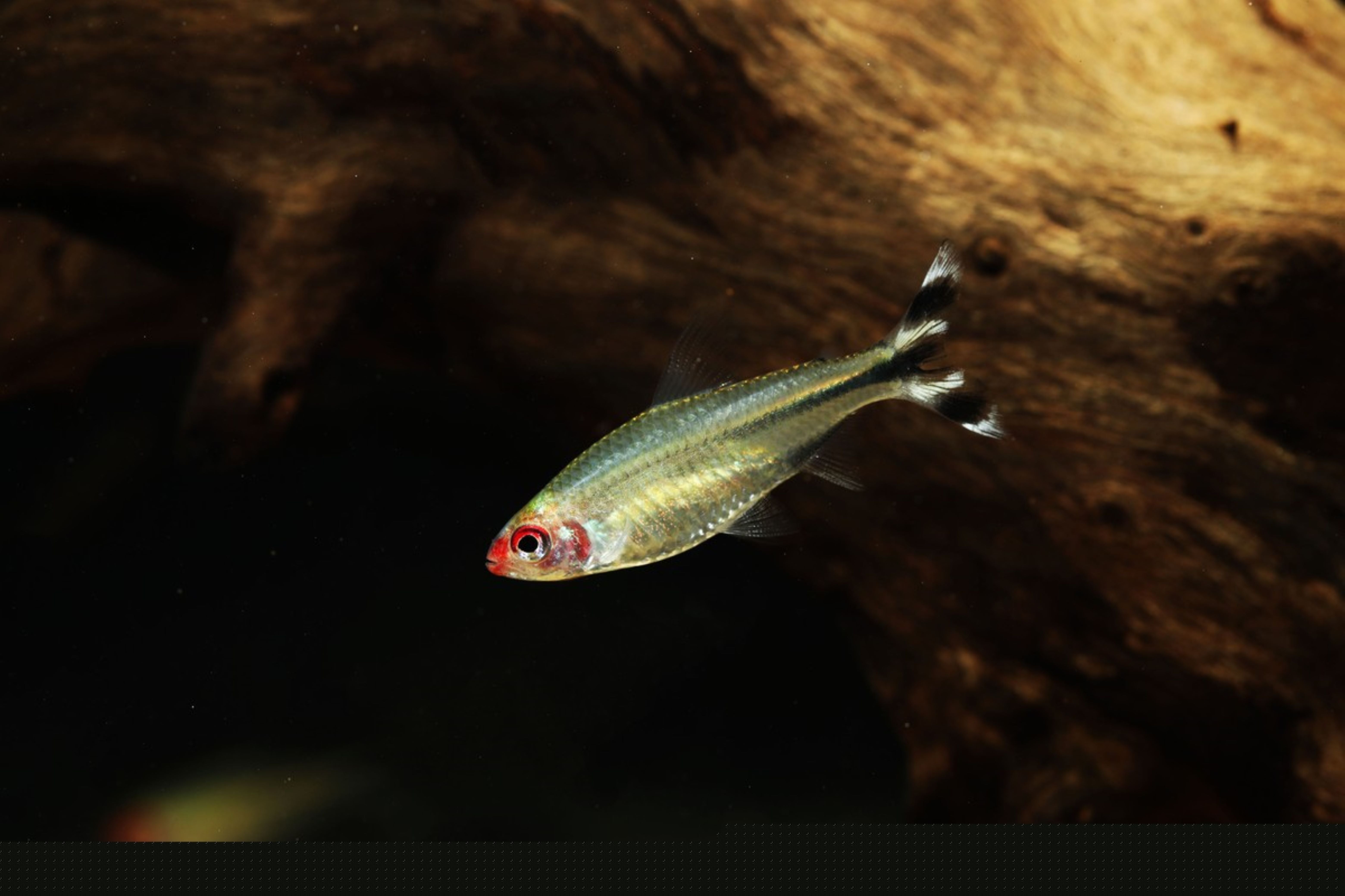 How To Use Root Tabs To Fertilize Aquarium Plants Splashy Fish How To Use Root Tabs To Fertilize Aquarium Plants Splashy Fish