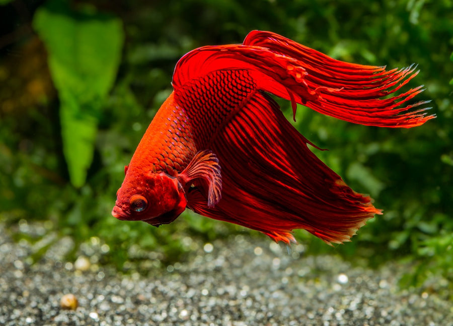 Betta Fish, Freshwater Fish, Shrimp & Aquarium Plants for sale ...