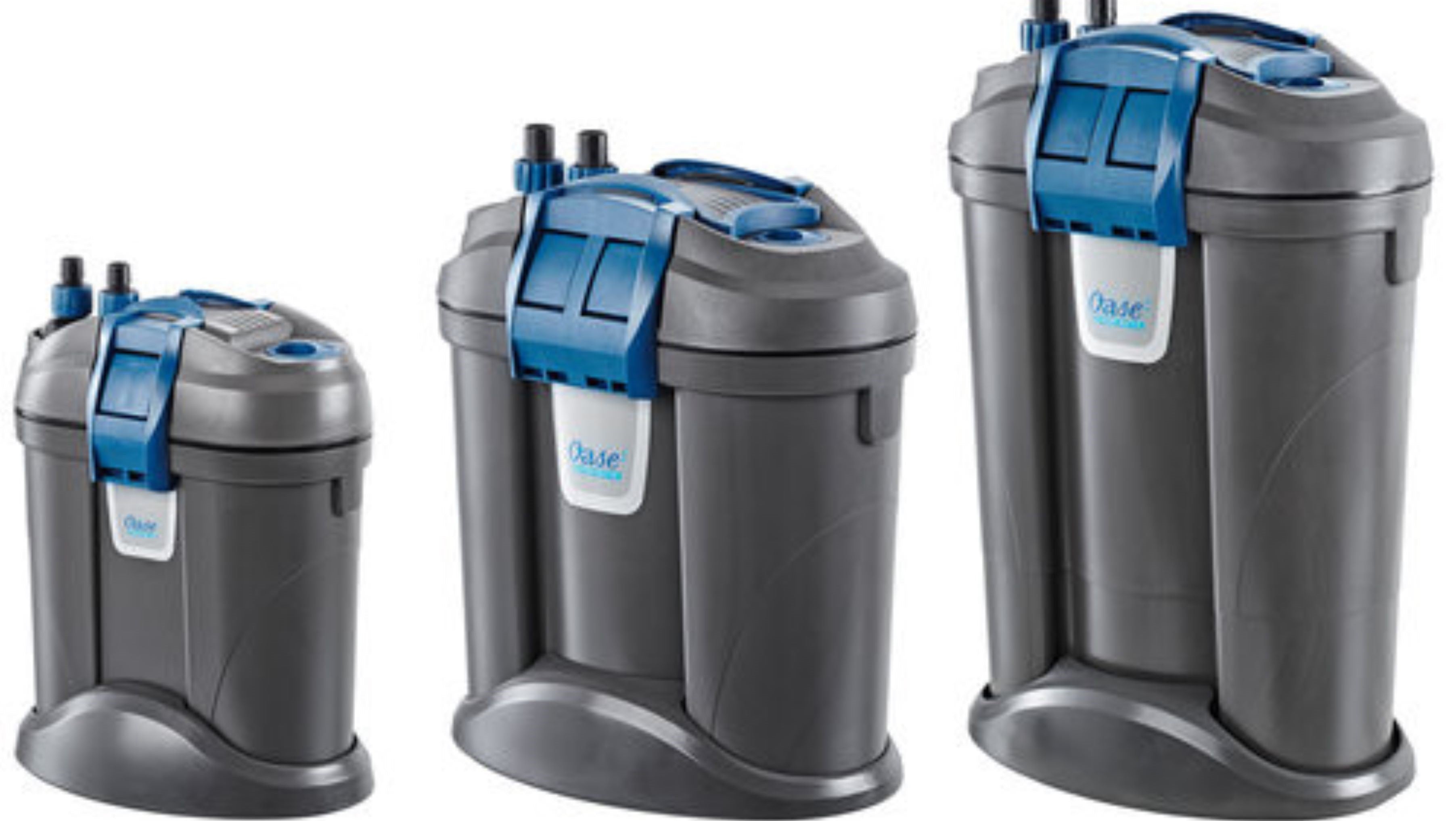 Different Mystery Snail Colors to Enhance Your Aquarium Tank – Splashy Fish