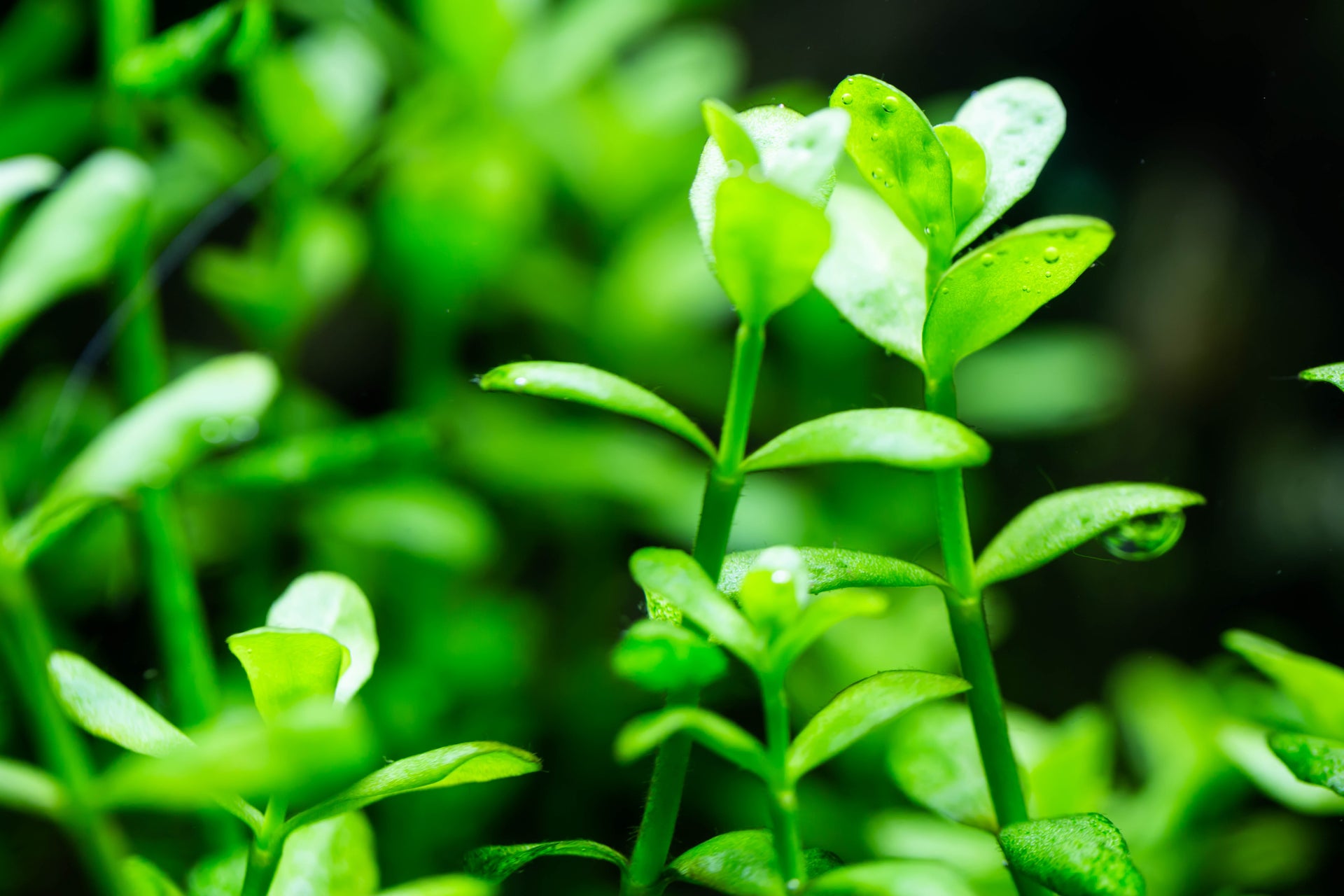 Freshwater Crayfish for Sale | Buy Aquarium Crayfish Online – Splashy Fish