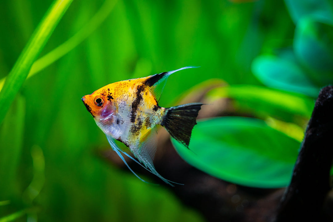 Live Freshwater Aquarium Fish For Sale | Splashy Fish