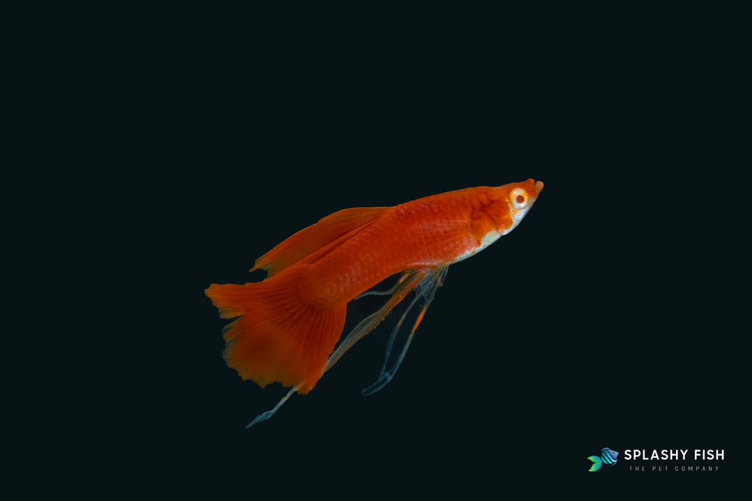 Full Red Guppy Fish for Sale - Buy Solid Color Red Guppy Fish Online ...