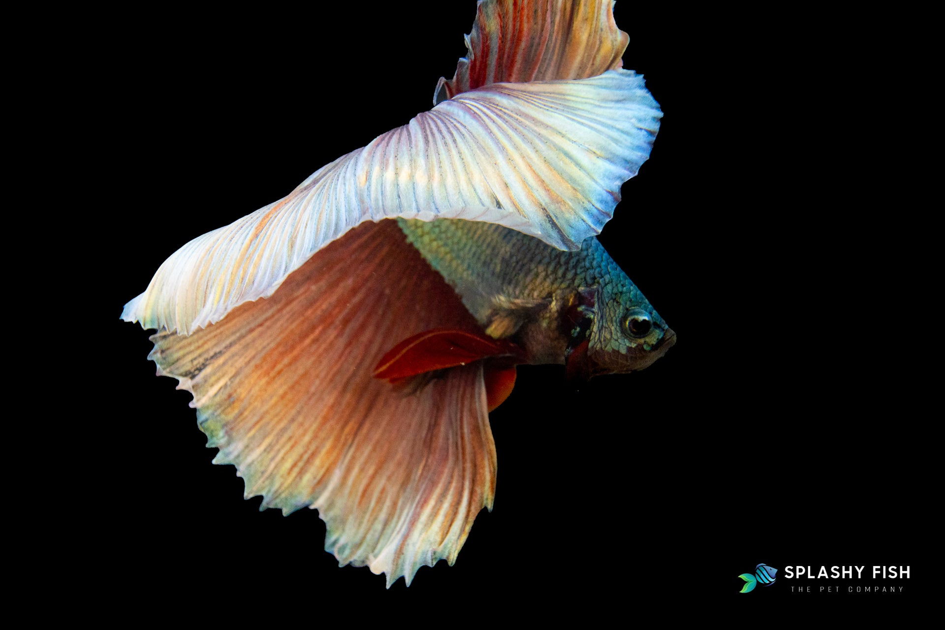 About Us | About Splashy Fish Store