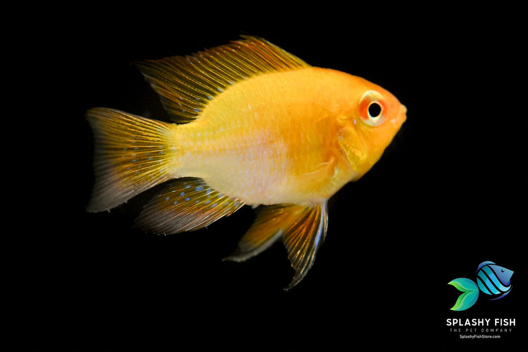 Golden Ram Fish For Sale | Live Tropical Fish | Splashy Fish