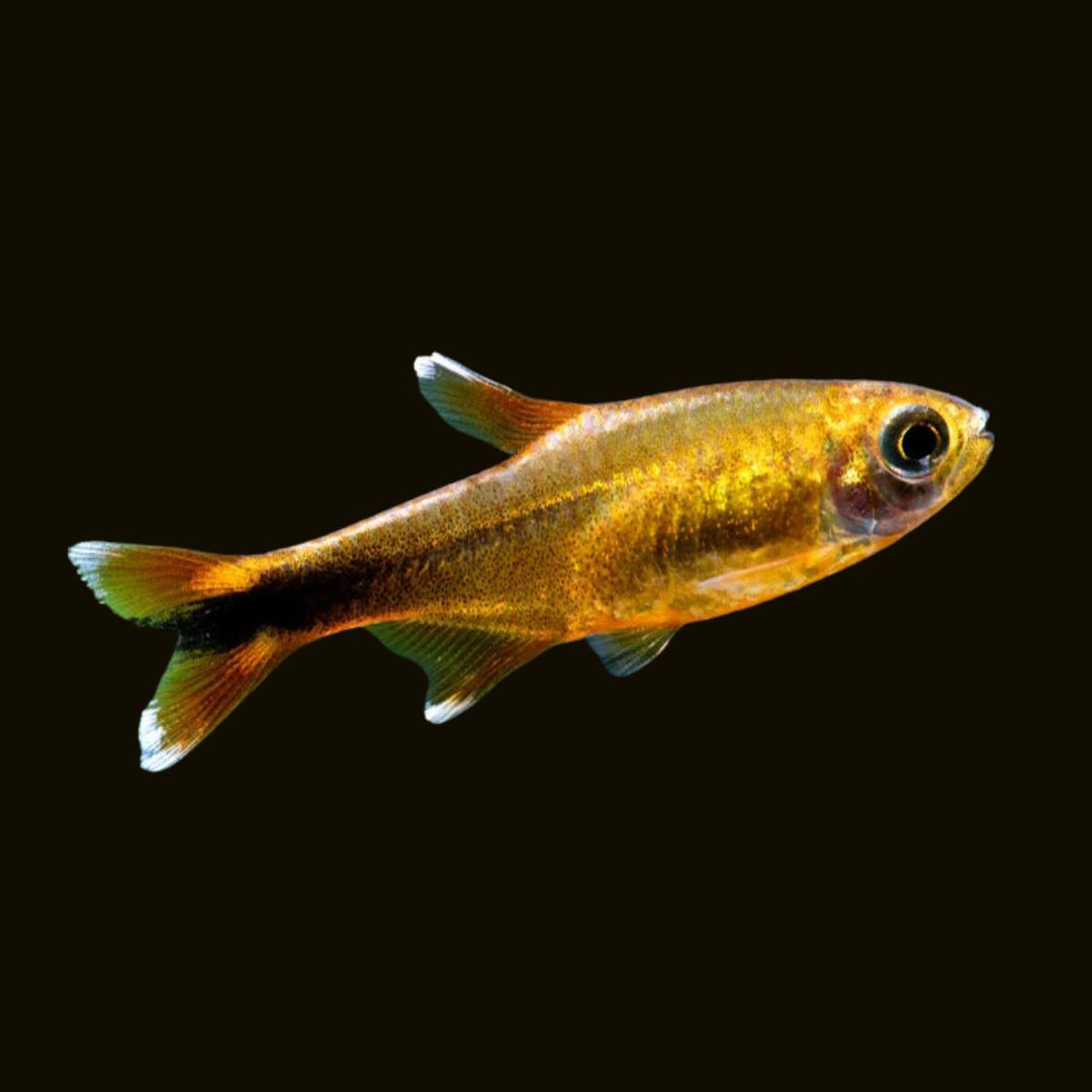 Silver Tip Tetra For Sale - Buy Silver Tip Tetra Fish Online – Splashy Fish