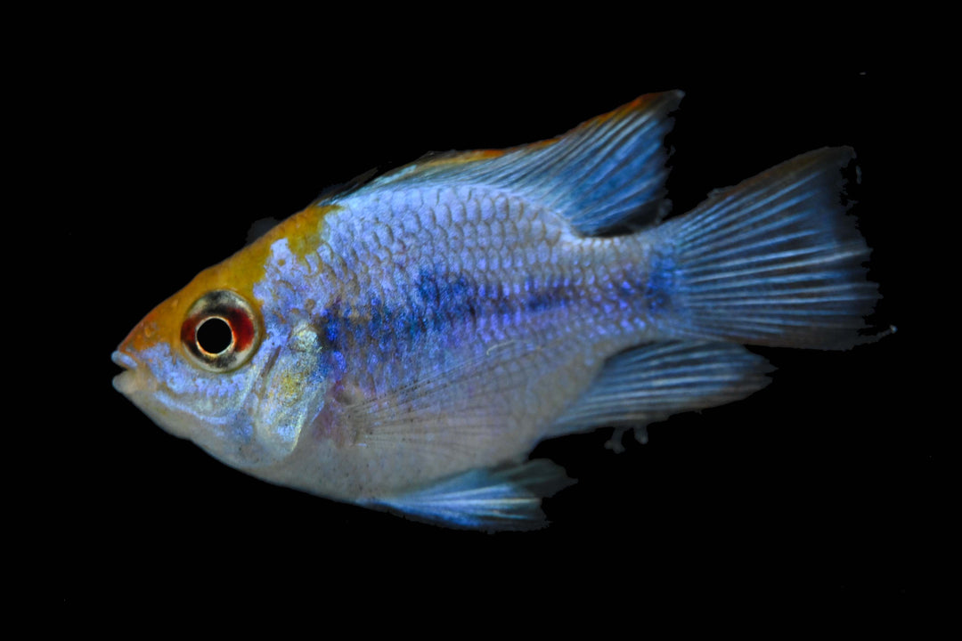 Rams Fish for sale | Live Tropical Aquarium Fish | Splashy Fish