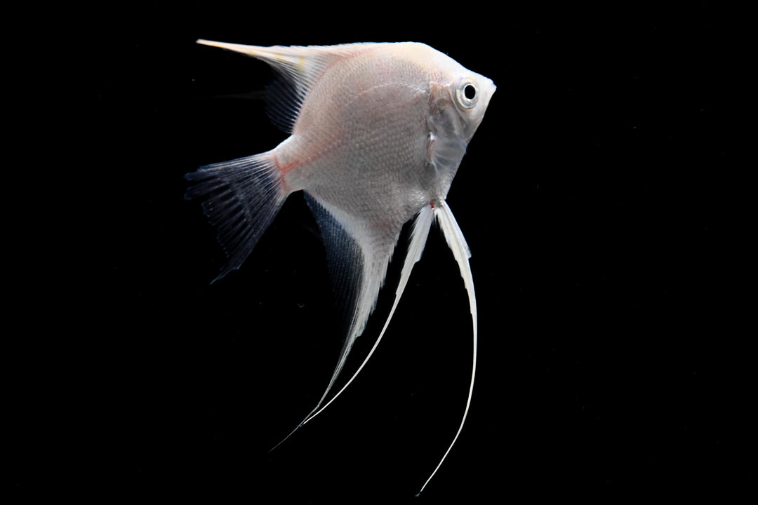 Premium White Platinum Angelfish For Sale | Splashy Fish