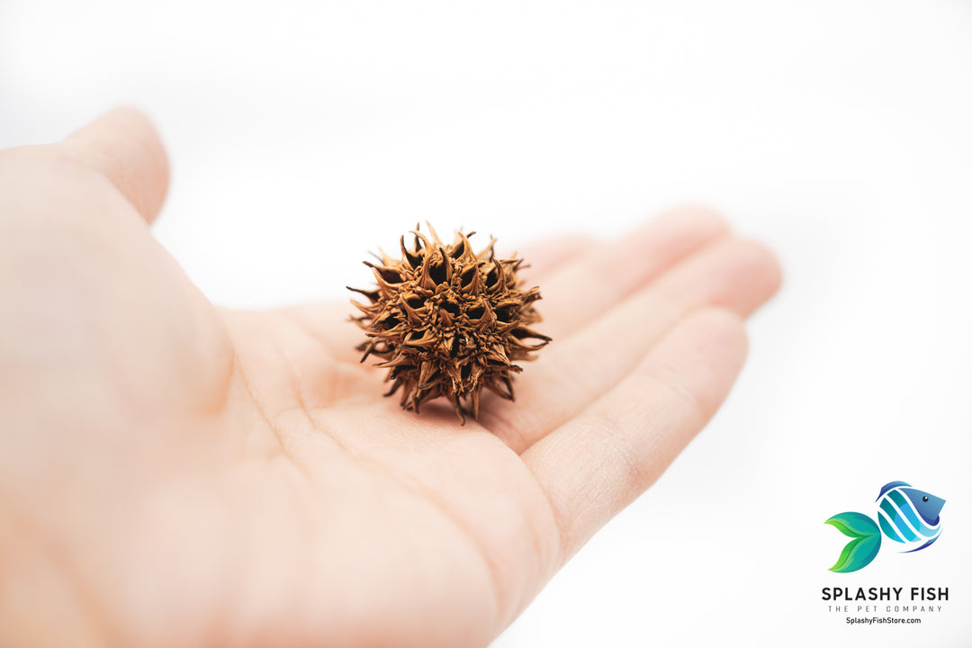 Sweet Gum Tree Pods For Betta Fish Tank For Sale | Water Tannins ...