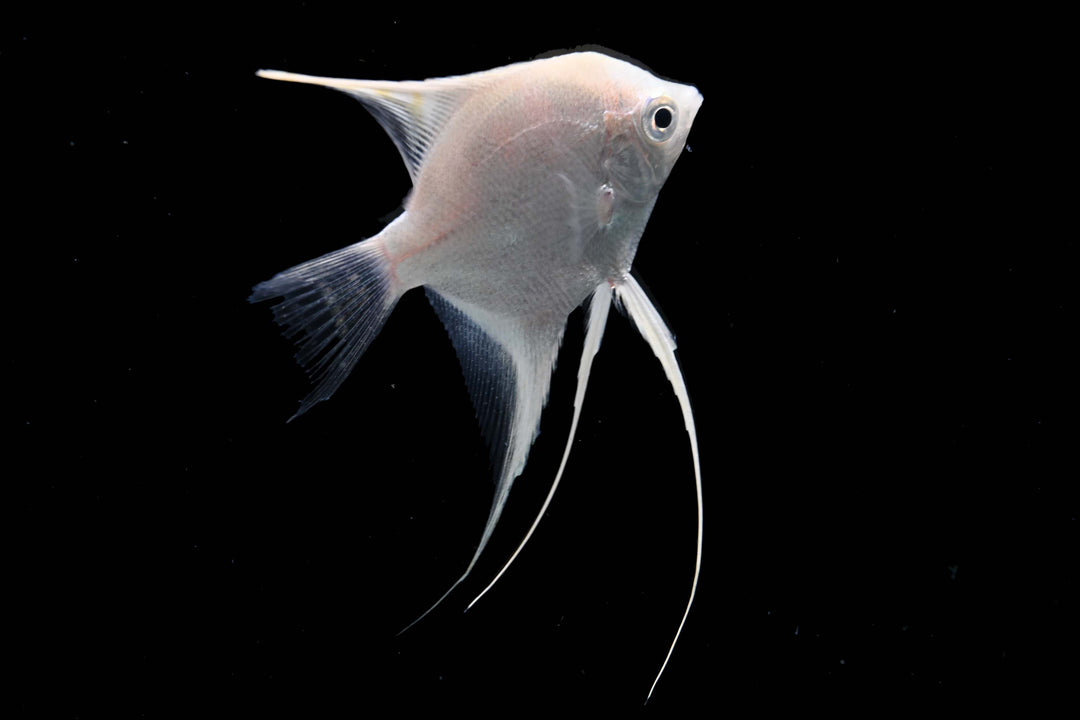 Angel Fish for Sale Near Me - Buy Live Angelfish Online – Splashy Fish