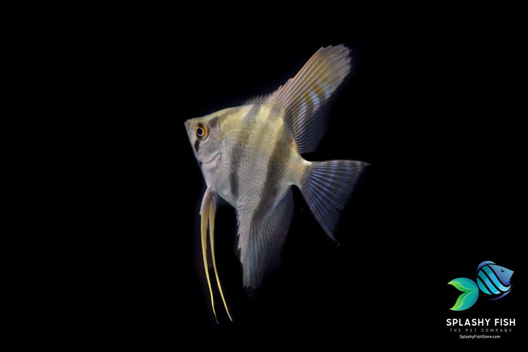 Angel Fish For Sale | Live Tropical Freshwater Fish | Splashy Fish