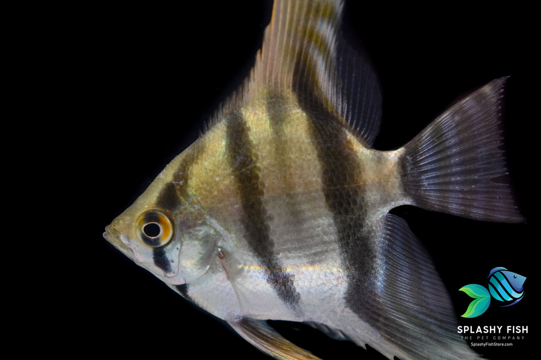 Premium Zebra Angelfish For Sale | Splashy Fish